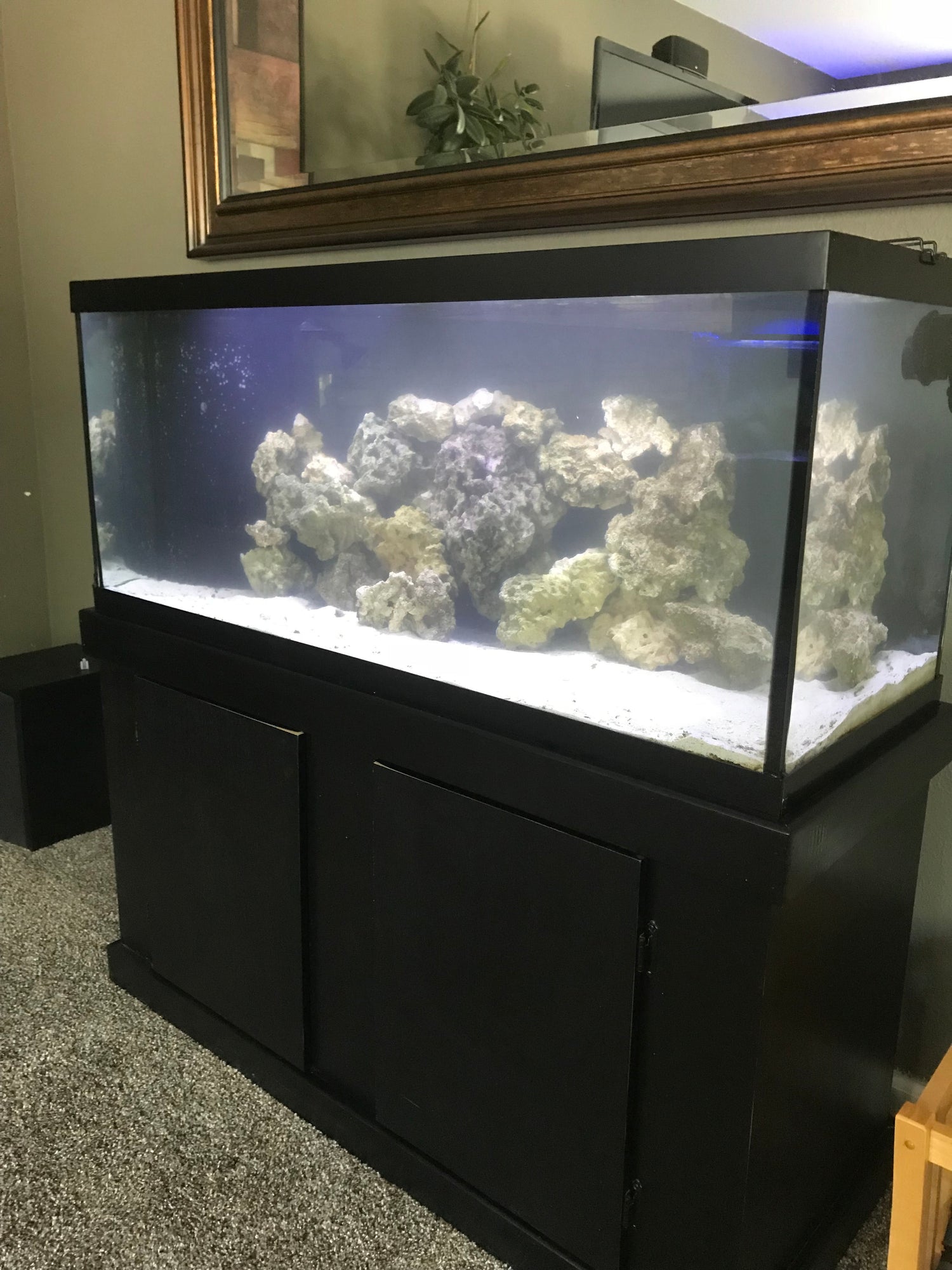 Portfolio – Tidy Tanks Aquarium
