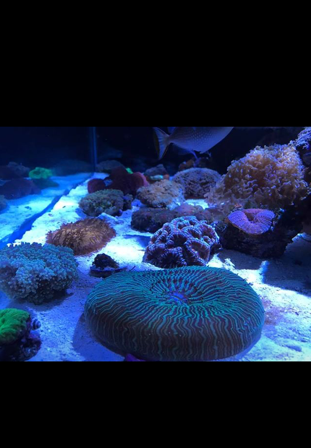 Portfolio – Tidy Tanks Aquarium