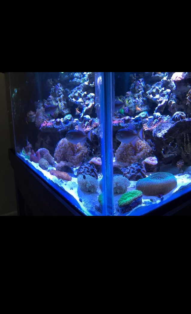 Portfolio – Tidy Tanks Aquarium