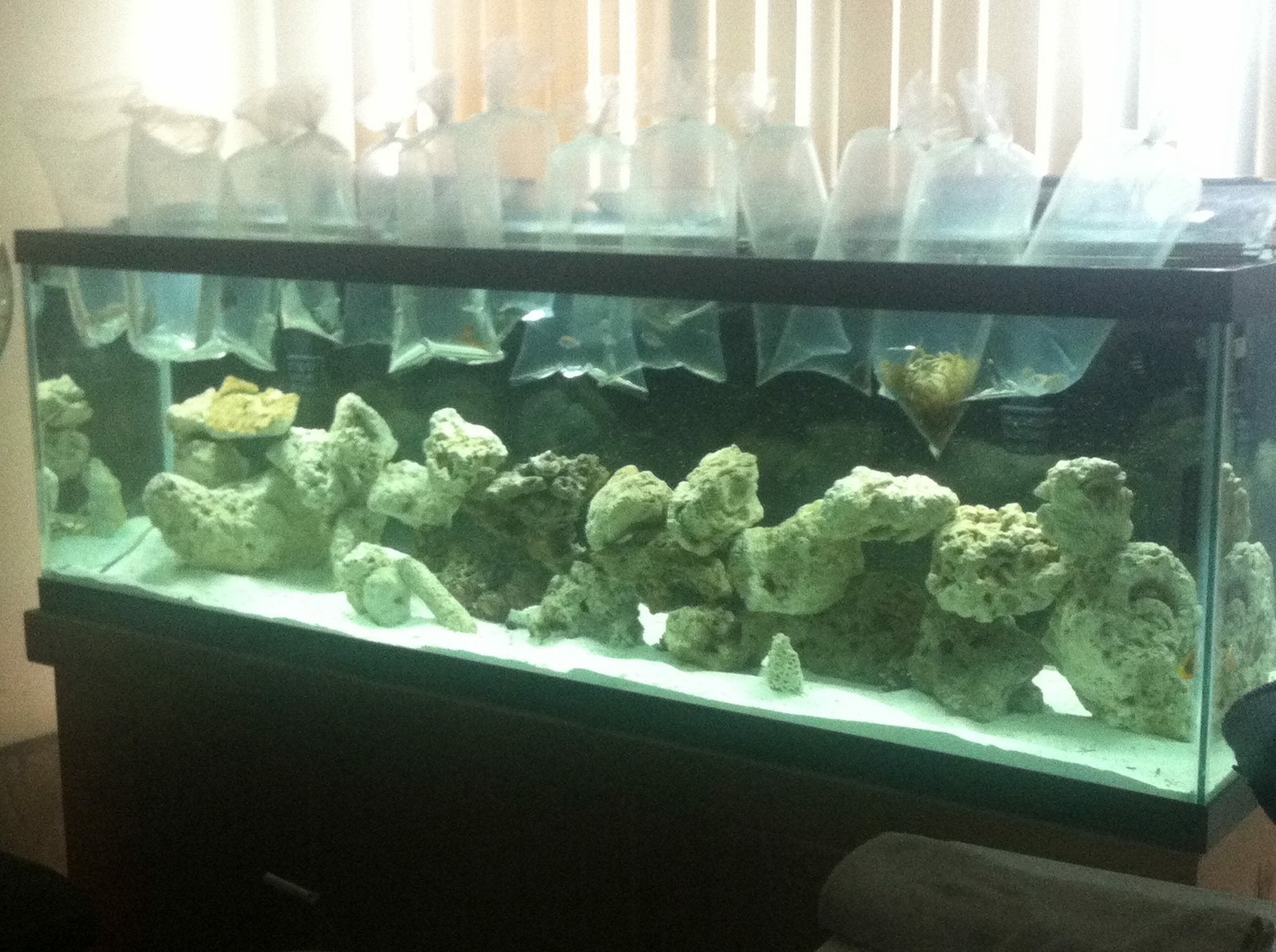 Portfolio – Tidy Tanks Aquarium